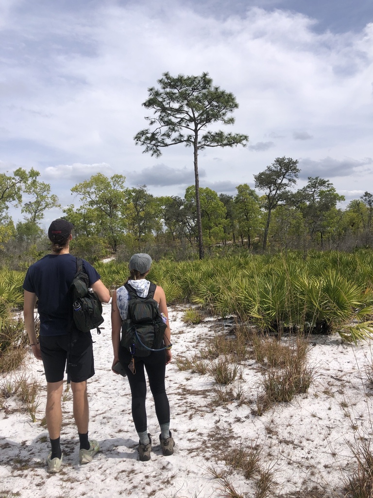 longleaf pine from W Hickory Trail, Lake Wales, FL, US on March 23 ...