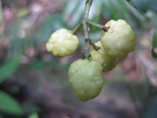Lemon aspen (Acronychia acidula) · iNaturalist