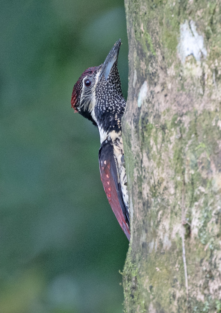 Red-backed Flameback from Ratnapura, Sri Lanka on March 10, 2025 at 07: ...