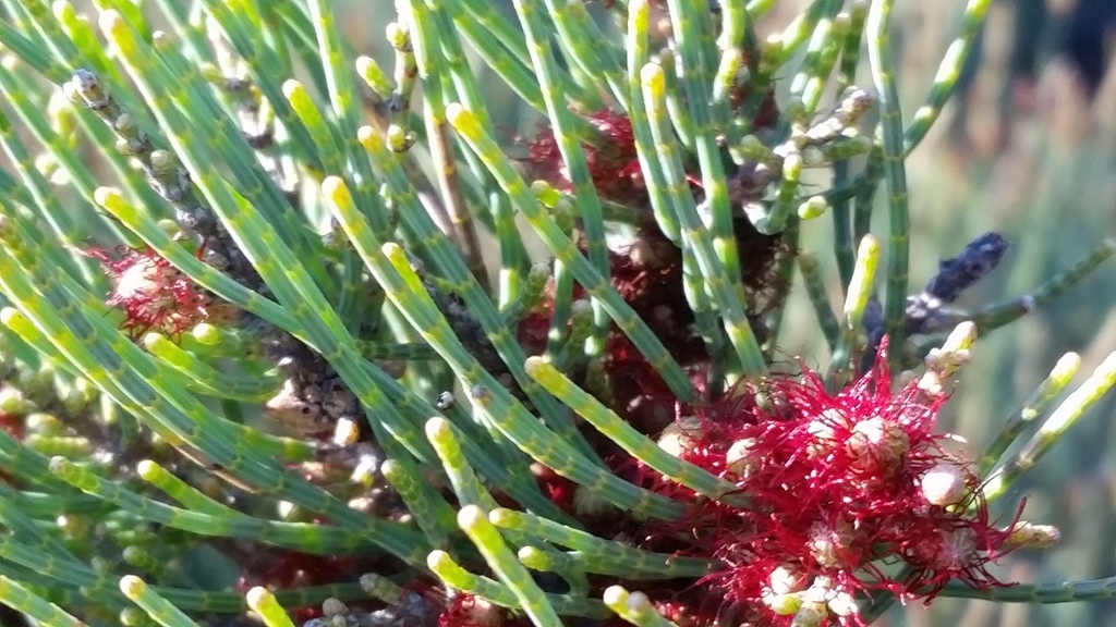 dwarf sheoak (Allocasuarina humilis) - Botanical Realm