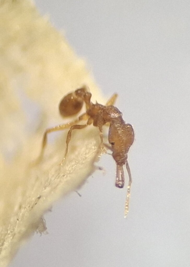 Roger's Pygmy Snapping Ant from Kastrup, Danmark on March 23, 2025 at ...