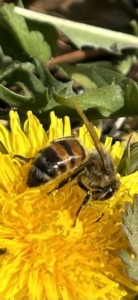 Western Honey Bee from Barkley Ave, Norman, OK, US on March 23, 2025 at ...