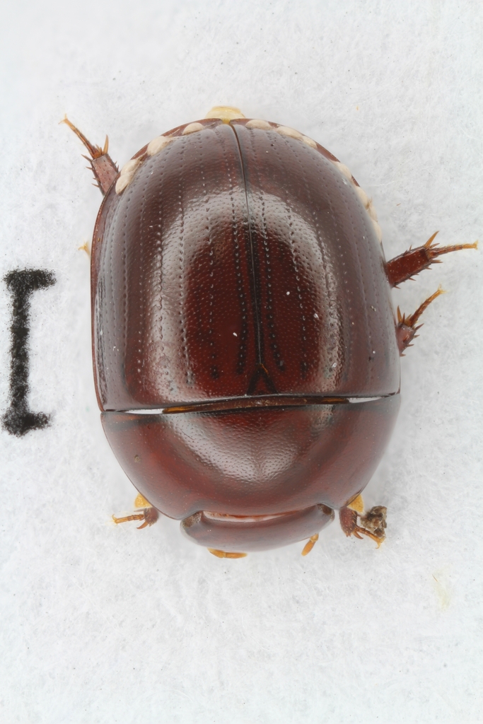 Sphaeridiinae from Poring, Malaysia on December 5, 2013 by site_100 ...