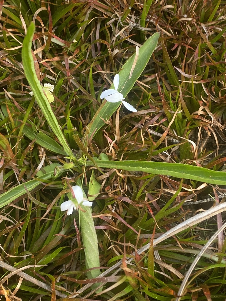 Southern Water Violet from Ponce De Leon, FL, US on March 23, 2025 at ...