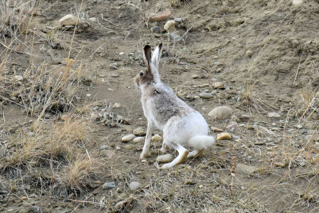 White-tailed Jackrabbit from Cottonwood Park, 60 Ave W, Lethbridge, AB ...