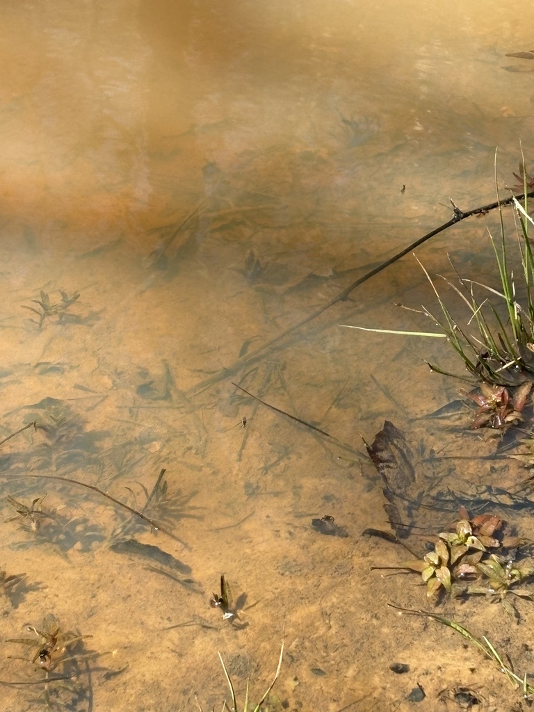 Gerrini from Central Longview, Longview, TX, US on March 01, 2025 at 12:43 PM by Alysse Ginn. I ...