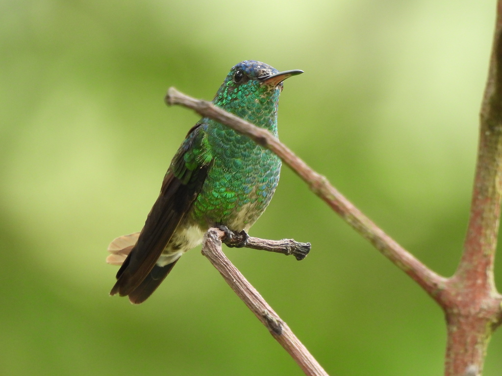 Indigo-capped Hummingbird from Anolaima, Cundinamarca, Colombia on ...