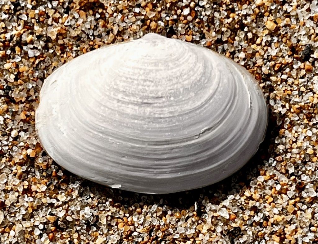 Lea's Spoon Clam from Parker River National Wildlife Refuge, Newbury ...
