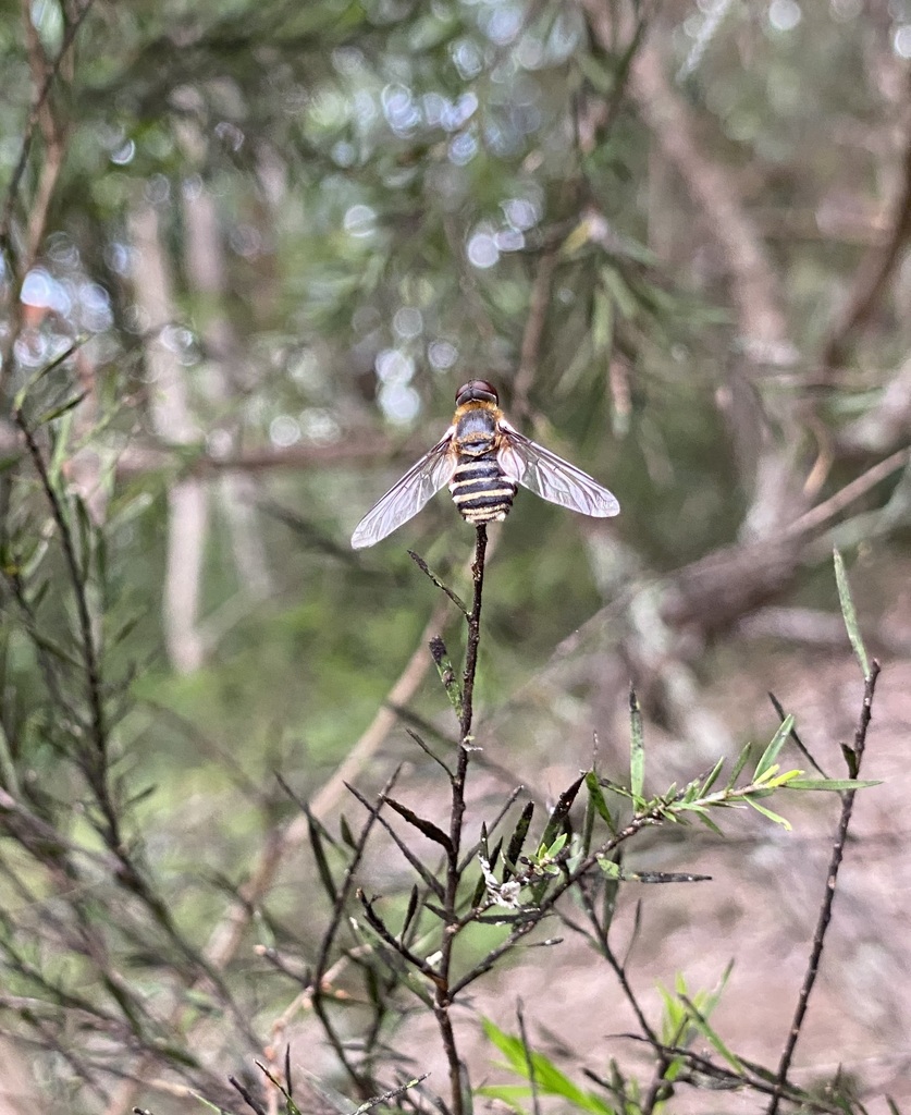 banded bee flies from Upper Brookfield QLD 4069, Australia on March 23 ...