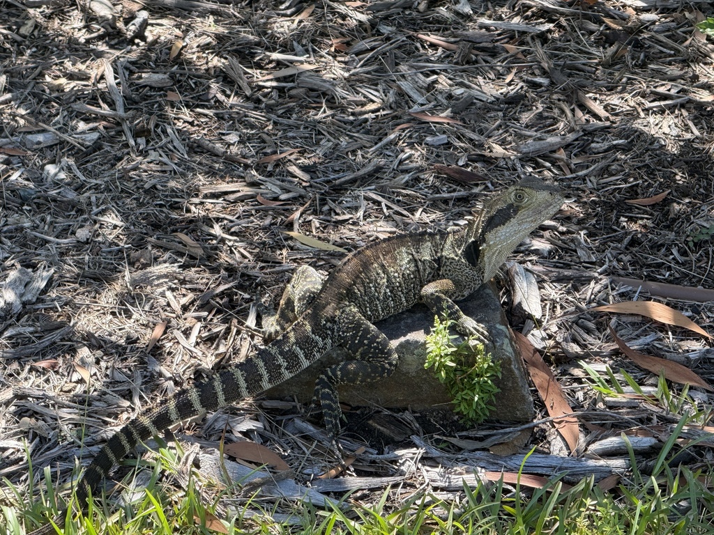Australian Water Dragon from Riverside Dr, Nambucca Heads, NSW, AU on ...