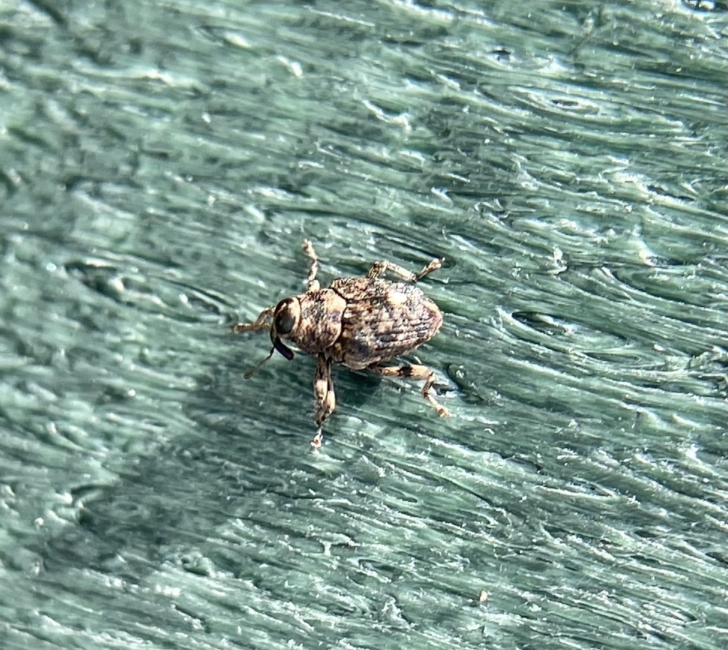 Occult Stem Weevil from Creekside Park, Archdale, NC, US on March 23 ...