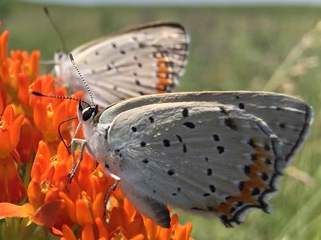 Gray Copper from Chase County, KS, USA on June 13, 2018 at 03:46 PM by ...