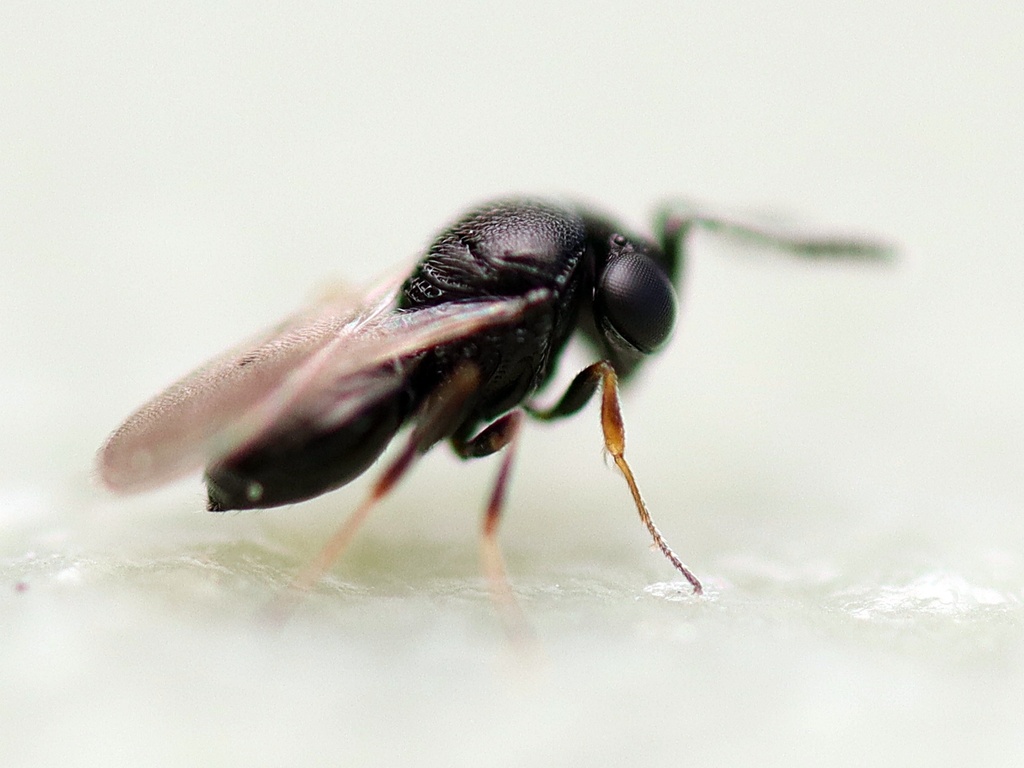 Telenominae from Ruawai, New Zealand on March 05, 2025 at 05:03 PM by ...