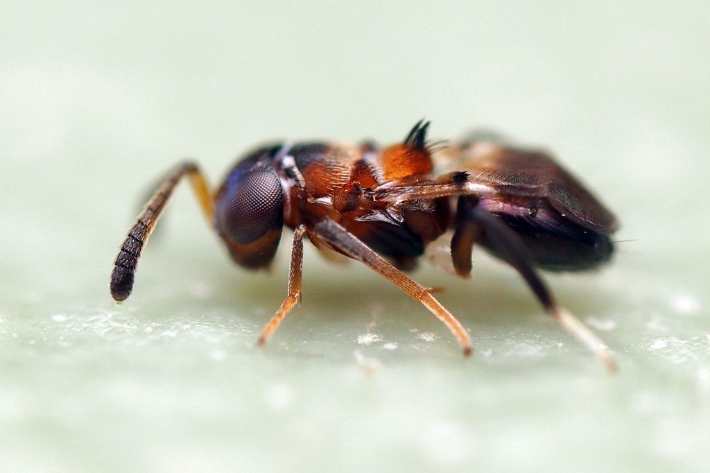 Encyrtus from Ruawai, New Zealand on March 5, 2025 at 05:30 PM by Tom ...