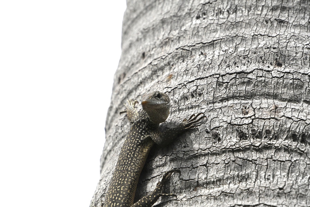 Banded Tree Monitor from Nakara Tce, Nakara, NT, AU on March 24, 2025 ...