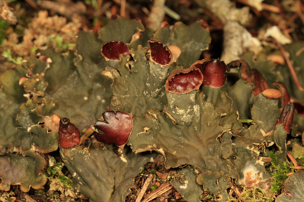 pelt lichens from Park County, WY, USA on July 15, 2012 at 06:36 PM by ...