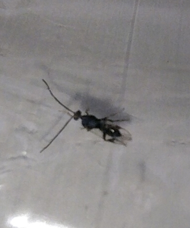 Braconid Wasps from Kaohsiung, TW-KH, TW on March 24, 2025 at 09:51 AM ...