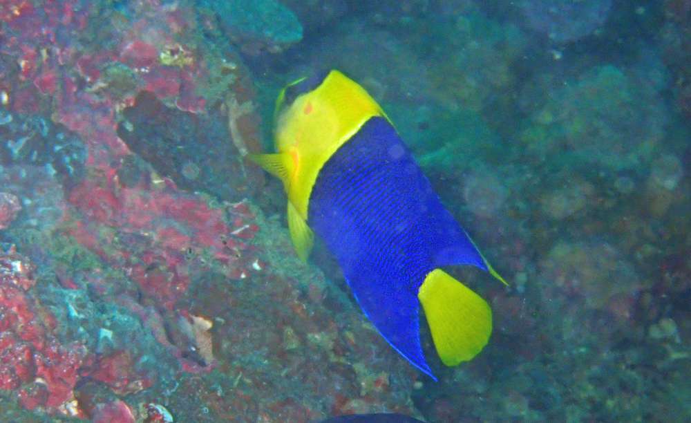 Bicolor Angelfish from Sunshine Coast QLD, Australia on March 23, 2025 ...