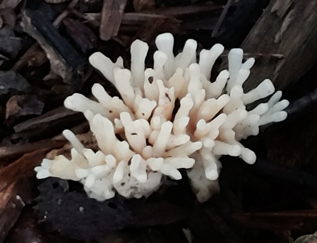 ashen coral from Druid Hills, GA, USA on July 1, 2020 at 09:39 AM by ...