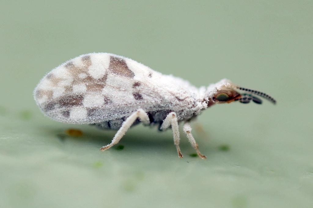 Heteroconis ornata from Ruawai, New Zealand on March 20, 2025 at 08:42 ...
