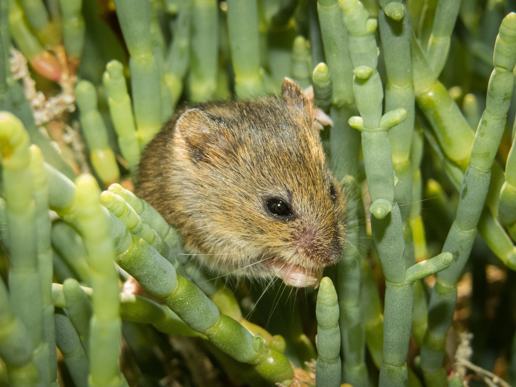 North American Mice and Rats (Neotominae) - Know Your Mammals