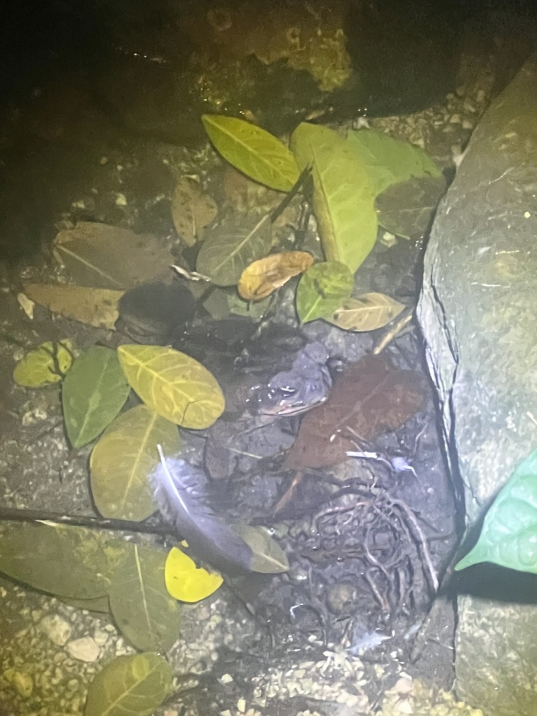 Giant Toad from Orange Walk, BZ on March 23, 2025 at 07:34 PM by ...