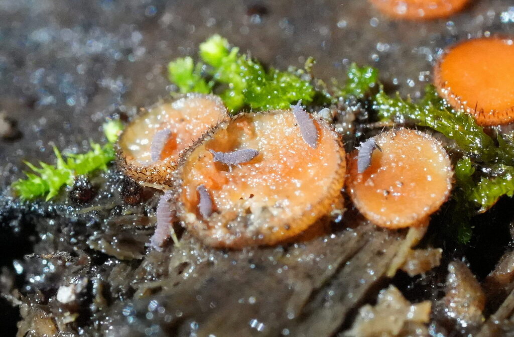 Plump Springtails from Peel Forest, New Zealand on March 22, 2025 at 12 ...