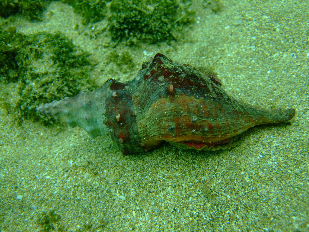 Triplofusus princeps from Buenaventura, Valle del Cauca, Colombia on ...