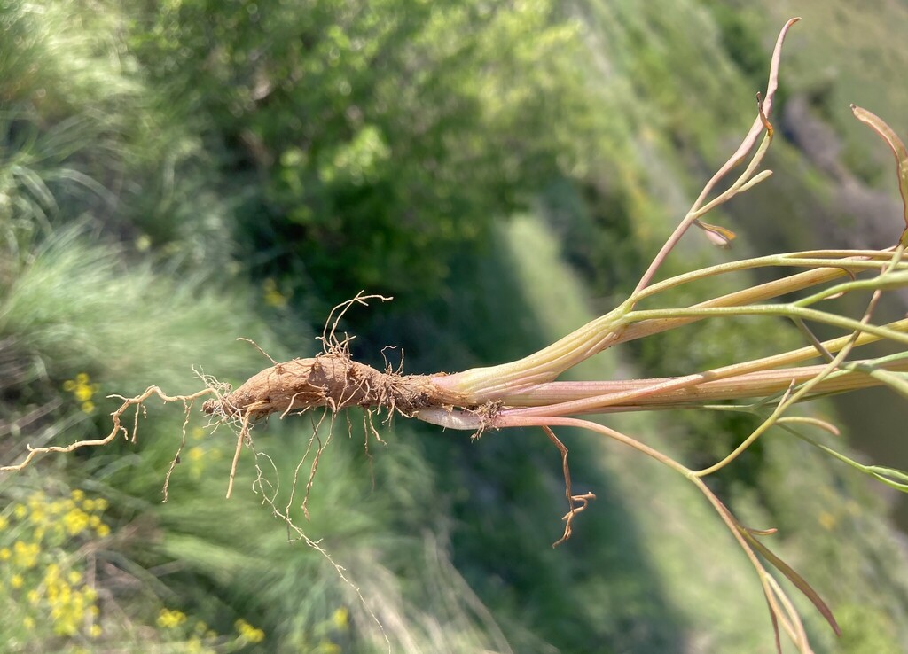 Wyeth Biscuitroot from Campbell Lake area, Okanogan County, Washington ...