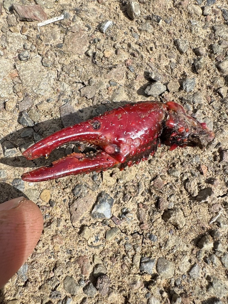 Red Swamp Crayfish from Henry W. Coe State Park, Morgan Hill, CA, US on ...