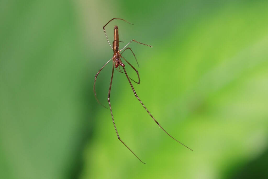 Elongate Stilt Spider from Millaa Millaa QLD 4886, Australia on March ...