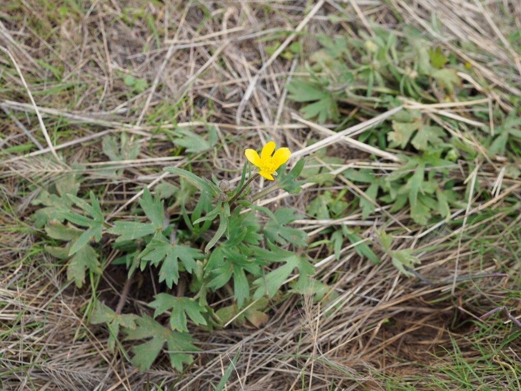 Western Buttercup from Jackson County, OR, USA on March 23, 2025 at 02: ...