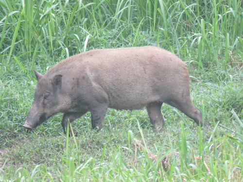 Tribu Suini · iNaturalist Ecuador
