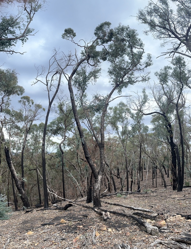 Long-leaved Box from Hepburn Regional Park, Basalt, VIC, AU on March 20 ...