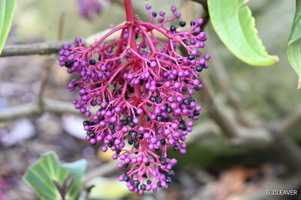 Medinilla speciosa from Sydney Harbour Area, NSW, Australia on March 24 ...