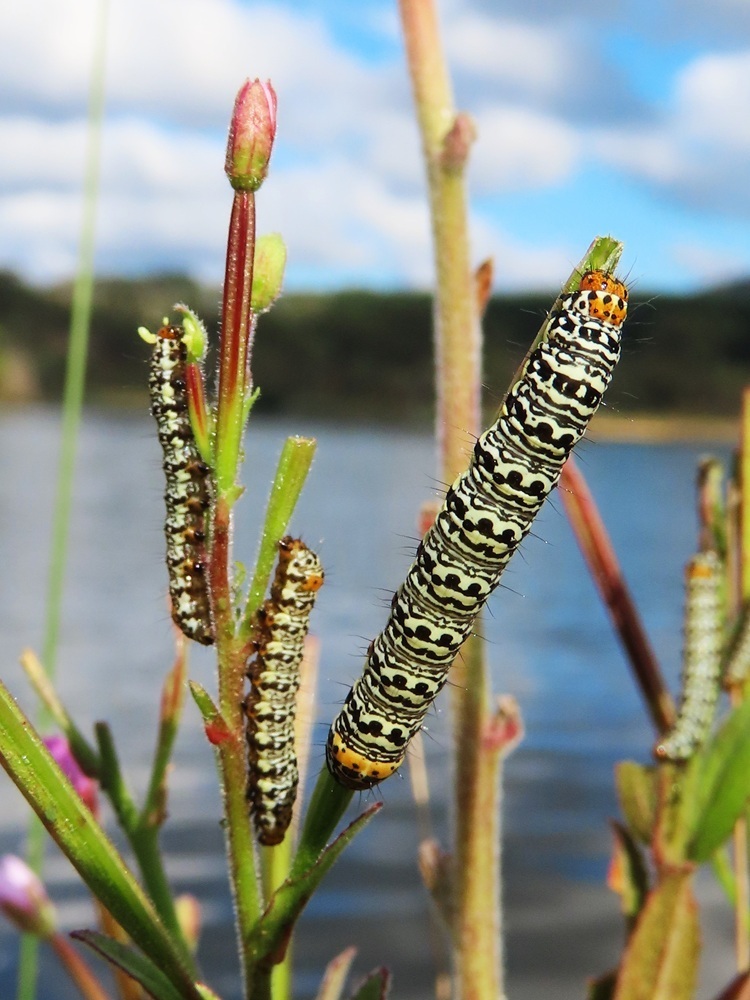 Willow-herb Day-moth from Wallerawang NSW 2845, Australia on March 19 ...