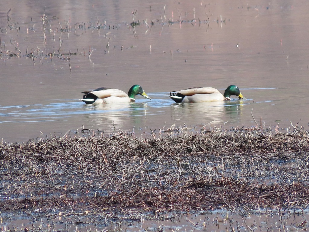 Mallard from Shangri-La City, Diqing Tibetan Autonomous Prefecture ...