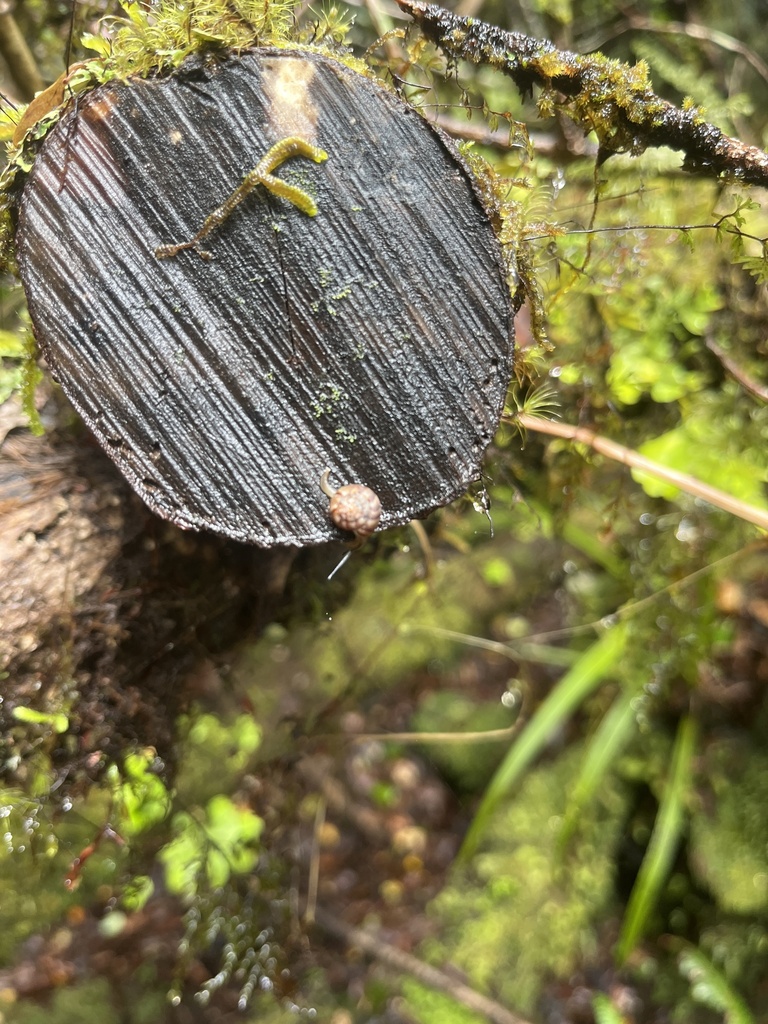 Pinwheel snails from Conservation Area - Waitangi Forest, NZ-WC-WL, NZ ...