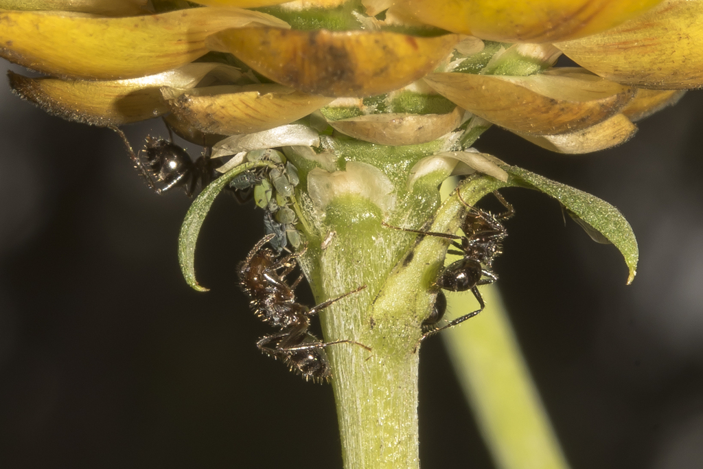 Notoncus from Thalgarrah NSW 2350, Australia on March 23, 2025 at 01:39 ...