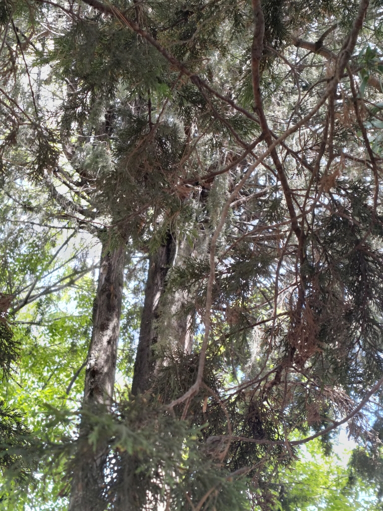 cedar of Goa from Jesus Jimenez Gallardo, San Jorge Pueblo Nuevo, Méx ...