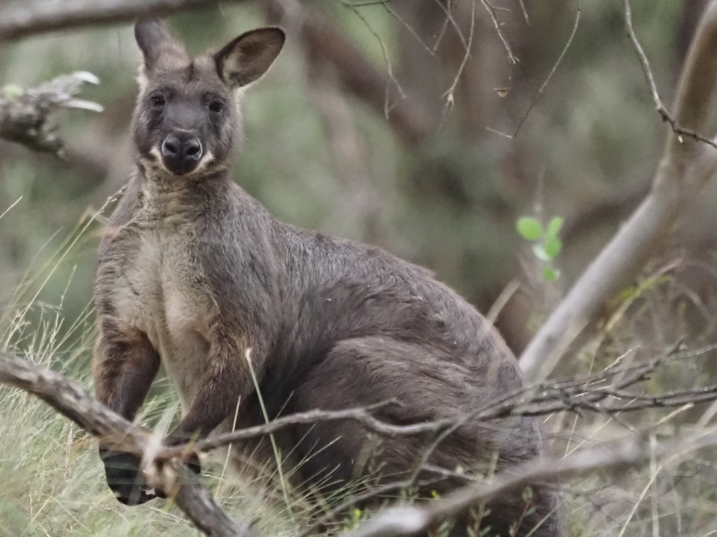 Common Wallaroo from Dundee NSW 2370, Australia on March 23, 2025 at 03 ...