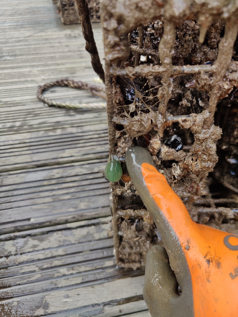 Paddle Worms from The Odyssey, Belfast BT3 9QQ, UK on March 20, 2025 at ...