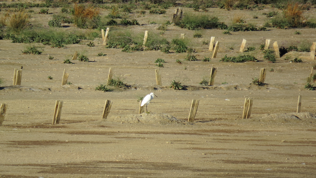 Little Egret from 23249, Stara Vas, Croatia on August 15, 2016 at 05:36 ...