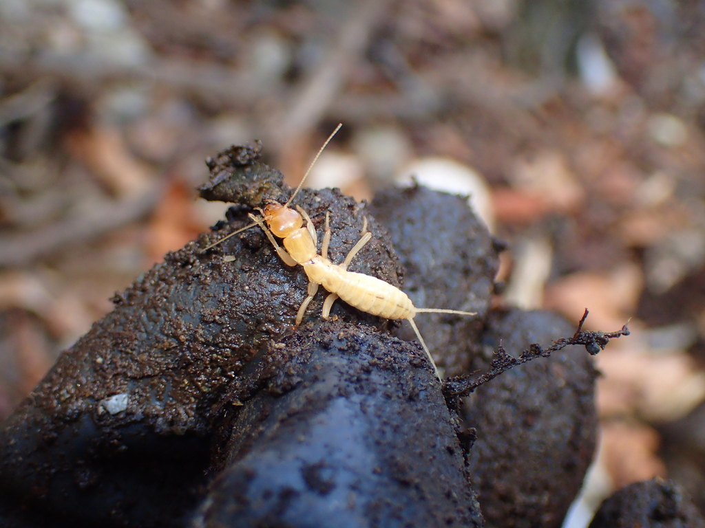 Ice Crawlers in March 2025 by renshuchu · iNaturalist