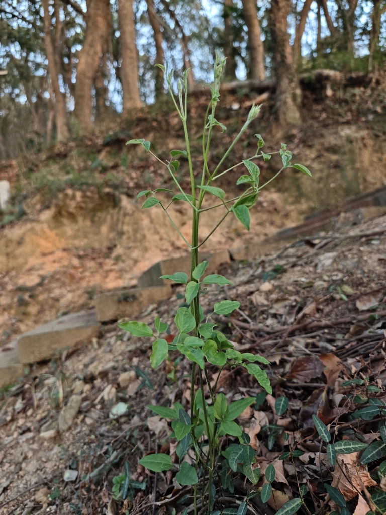 Chinese clematis (Clematis chinensis) - Botanical Realm