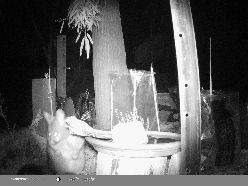 Common Brushtail Possum from Kanmantoo SA 5252, Australia on March 24 ...