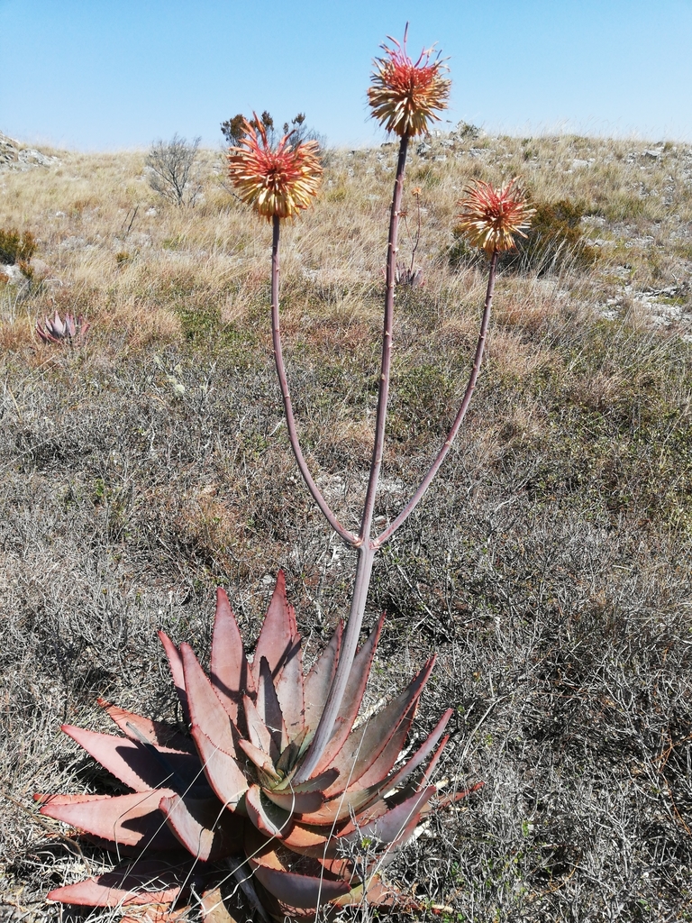 Aloe capitata quartziticola from Amoron'i mania, MG-FI, MG on August 9 ...