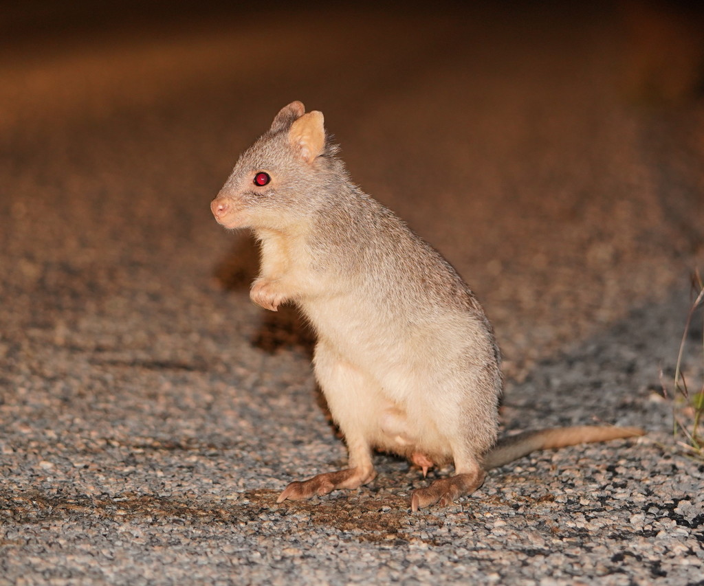 Rufous Bettong (Aepyprymnus rufescens) - Know Your Mammals