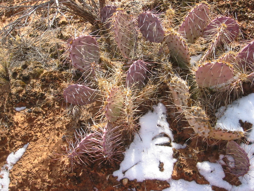Brown-spined Pricklypear from Arches National Park, Moab, UT, US on ...