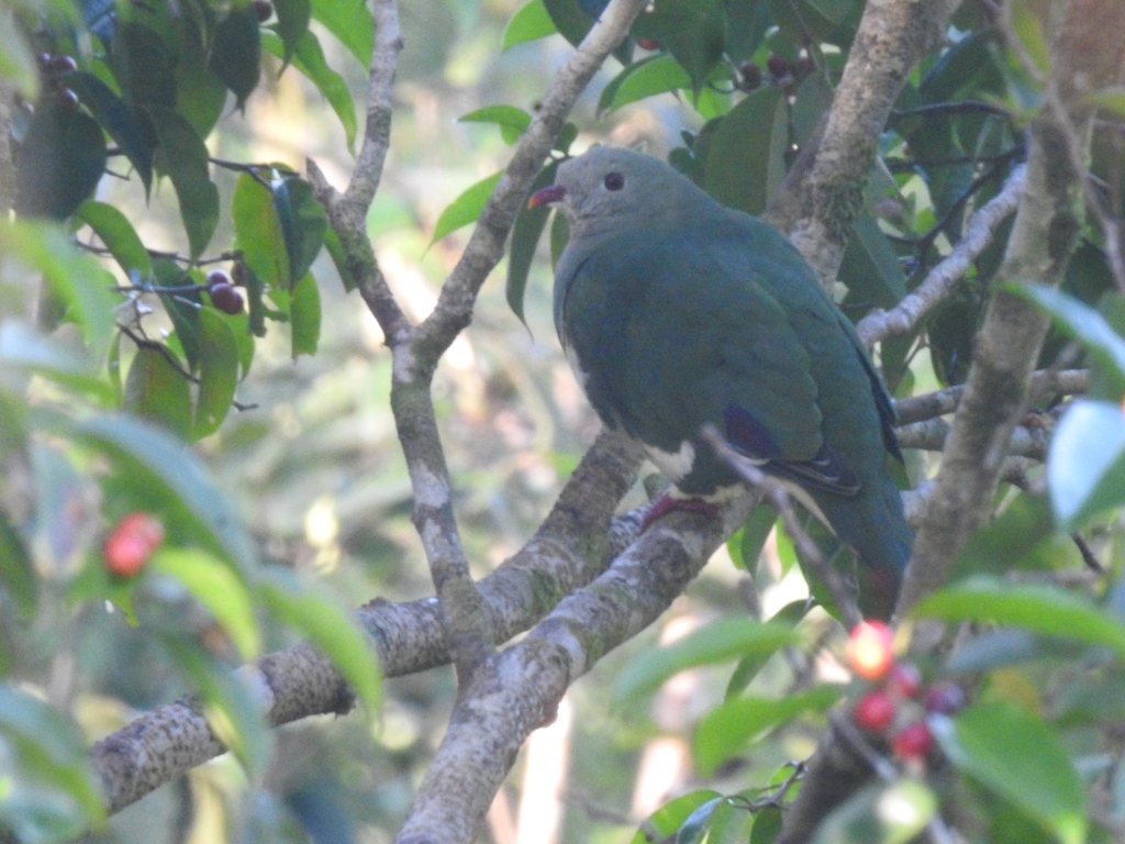 Ptilinopus merrilli merrilli in March 2025 by dmalerta · iNaturalist
